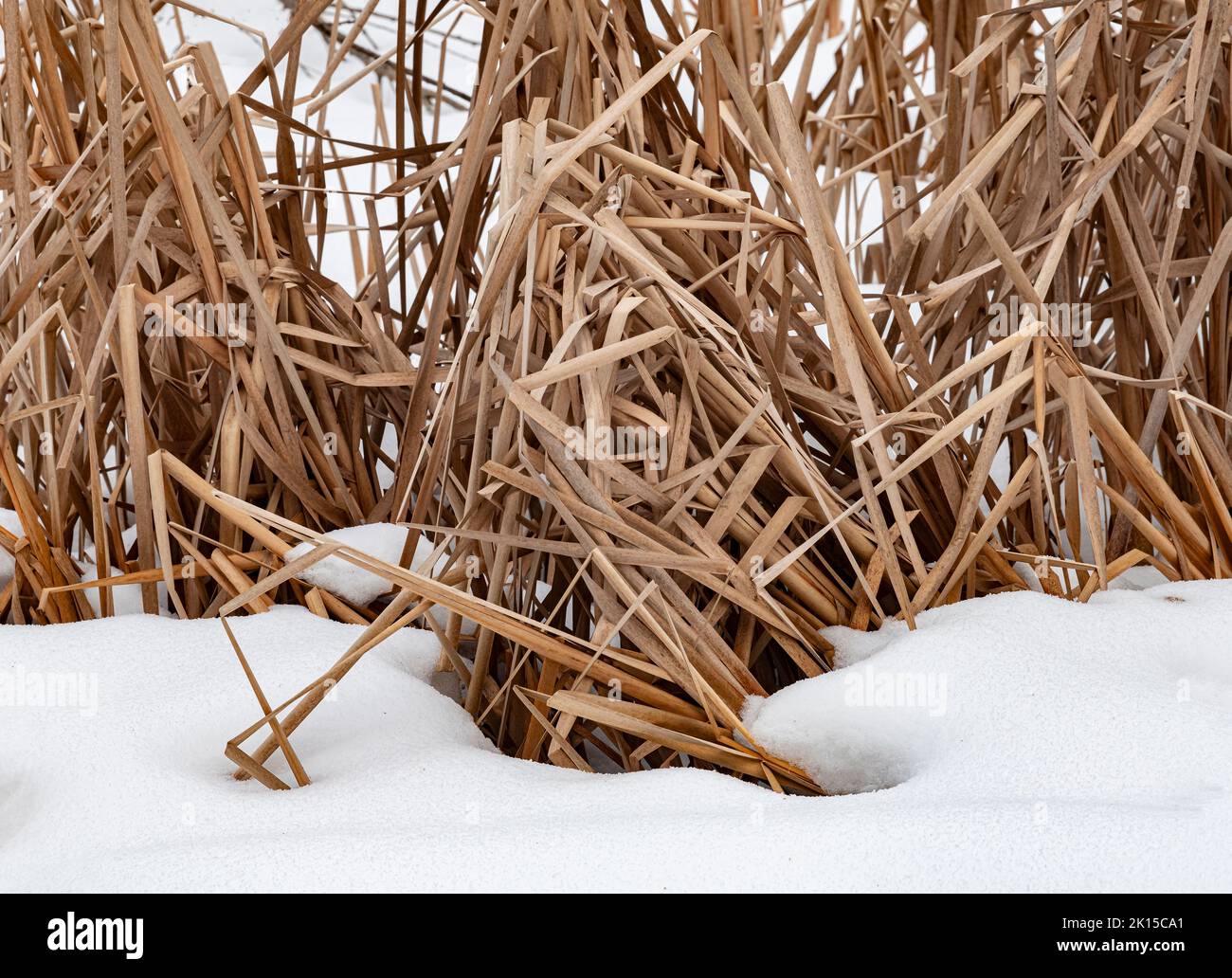Weborg marsh hi-res stock photography and images - Alamy