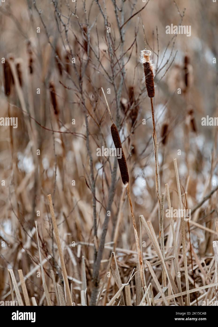 Weborg Marsh is a state natural area within Peninsula State Park, Door ...