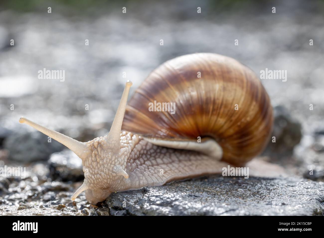Slug looking at camera hi-res stock photography and images - Alamy