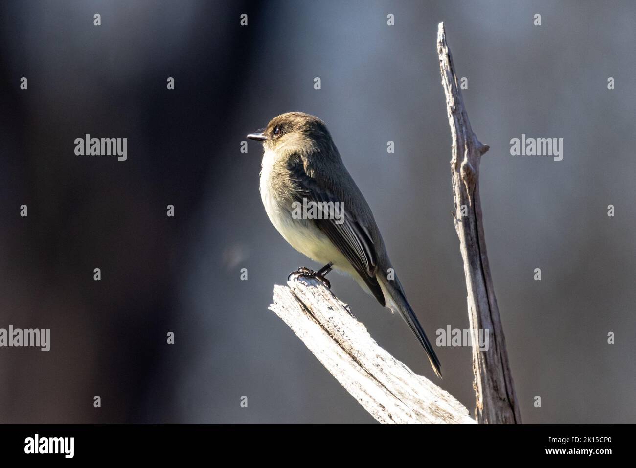 An eastern phoebe perched on a log at North Point State Park, Maryland ...