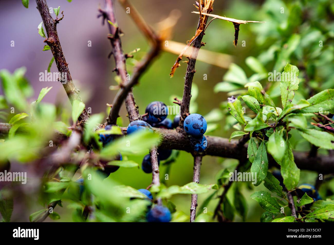 Juniper berry on bush hi-res stock photography and images - Alamy