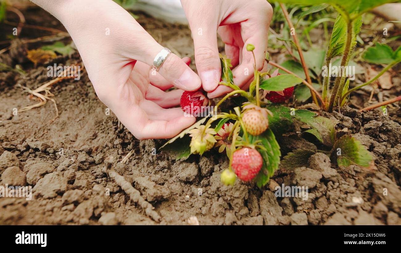 Farmer picking strawberry at strawberry farm, front view Stock Photo ...