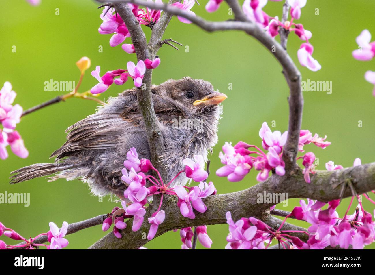 Bud bird hi-res stock photography and images - Alamy