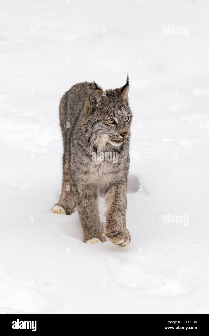 Canadian Lynx (Lynx canadensis) Stops Suddenly Paw Up Winter - captive ...