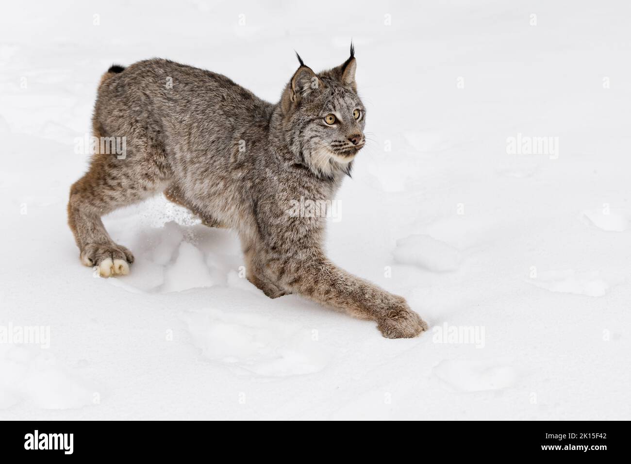 Canadian Lynx (Lynx canadensis) Stops One Leg Extended Winter - captive ...