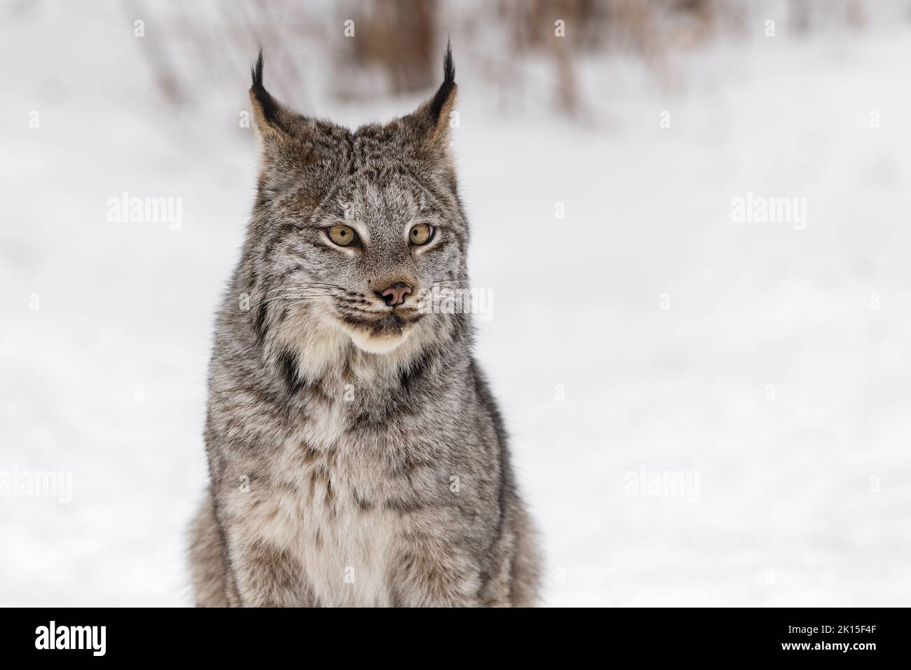 Canadian Lynx (Lynx canadensis) Sits in Snow Listening Winter - captive ...