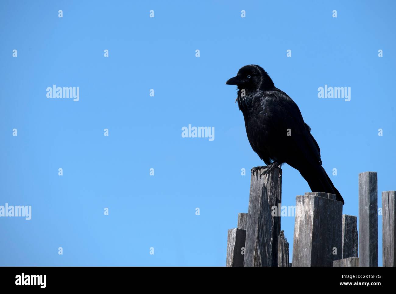 An Australian Raven (Corvus coronoides) perched on a wooden stand in ...