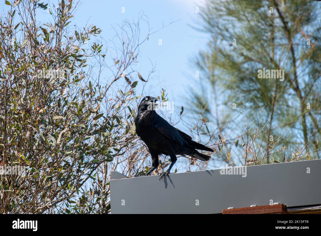 Close-up of an Australian Raven (Corvus coronoides) in Sydney, NSW ...