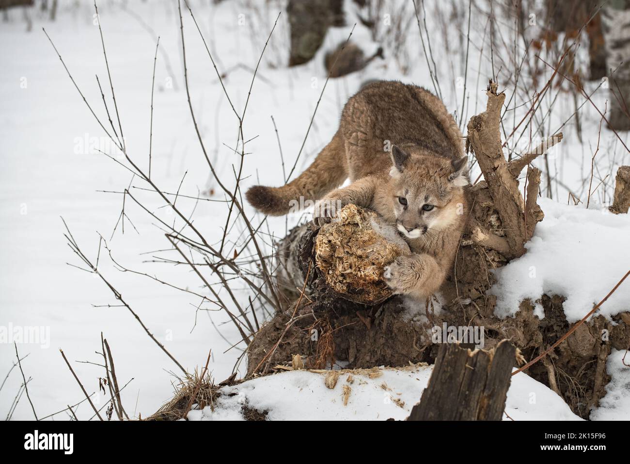 Cougar (Puma concolor) Sharpens Claws on End of Log Winter - captive ...