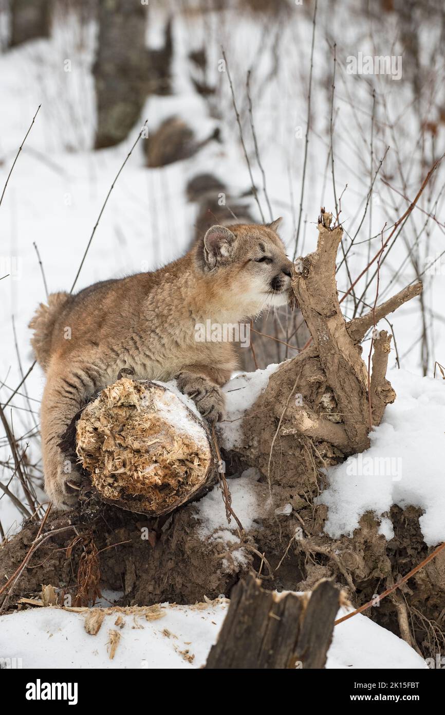 Cougar (Puma concolor) Sniffs at Branch While Sharpening Claws Winter ...