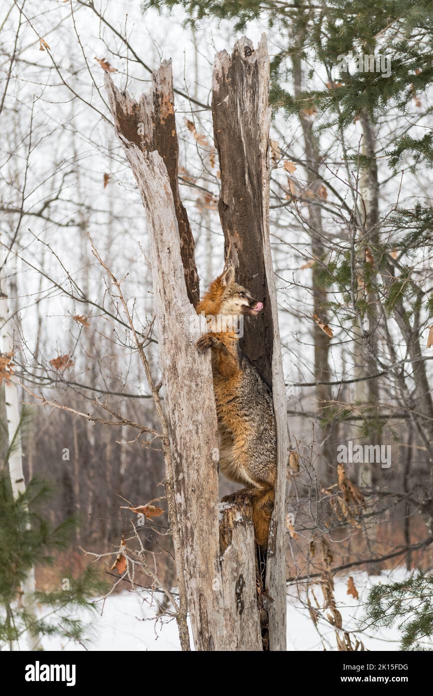 Grey Fox (Urocyon cinereoargenteus) in Split Tree Licks Nose Winter ...