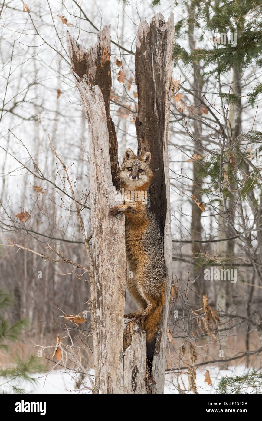 Grey Fox (Urocyon cinereoargenteus) in Split Tree Looks Out Winter ...