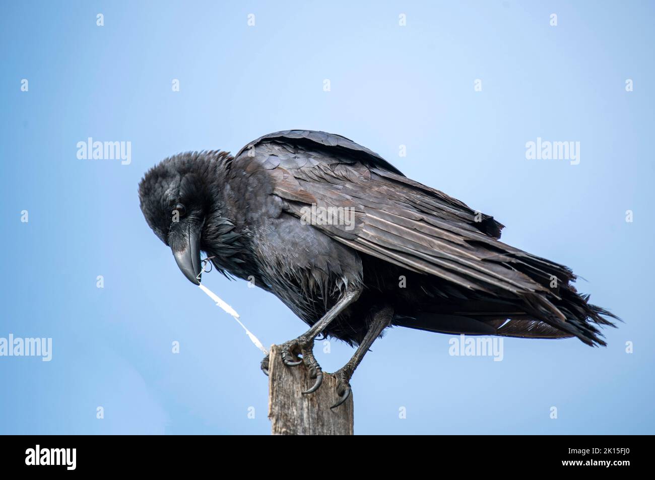 A Common Raven (Corvus corax) perching on a wooden stand in Sydney, NSW ...