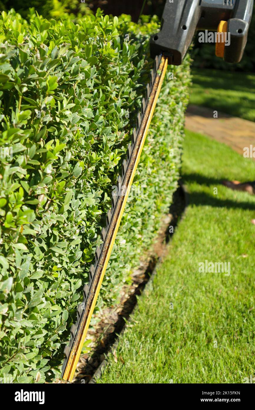 Pruning, trimming boxwood, green leaves bush texture, blurred ...