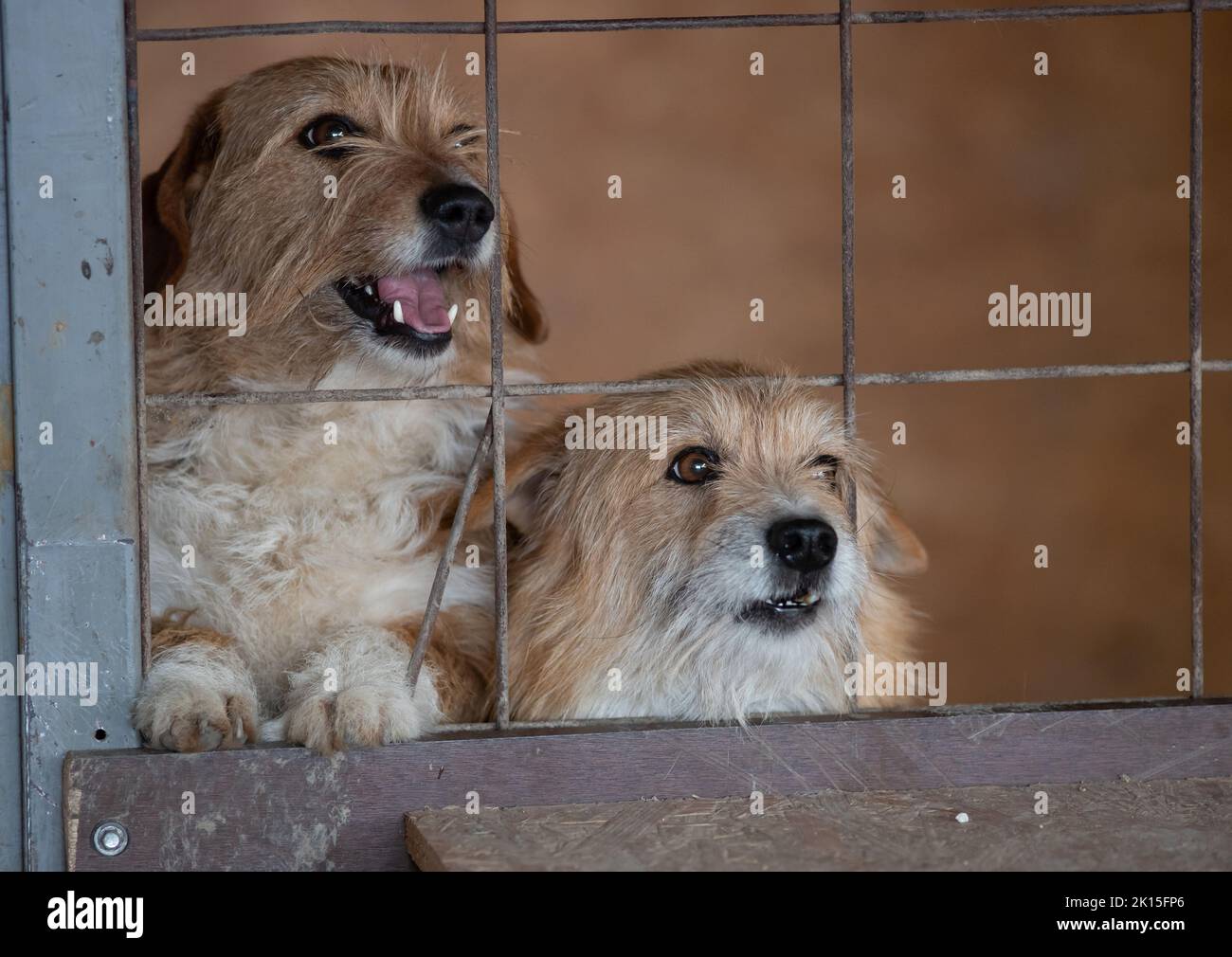 Cute abandoned dogs standing behind bars in asylum for vagabond hounds ...