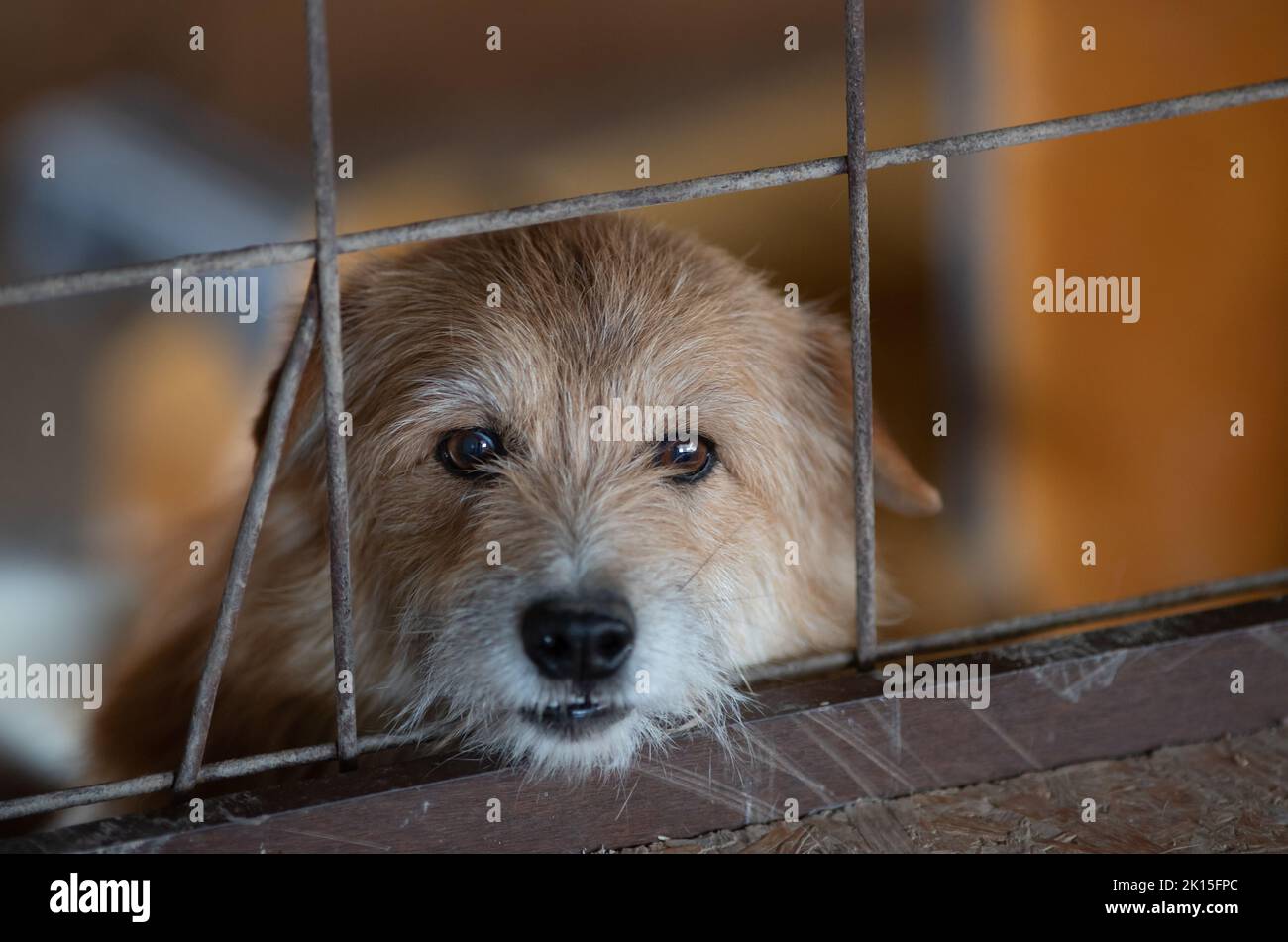 Cute abandoned dog standing behind bars in asylum for vagabond hounds ...