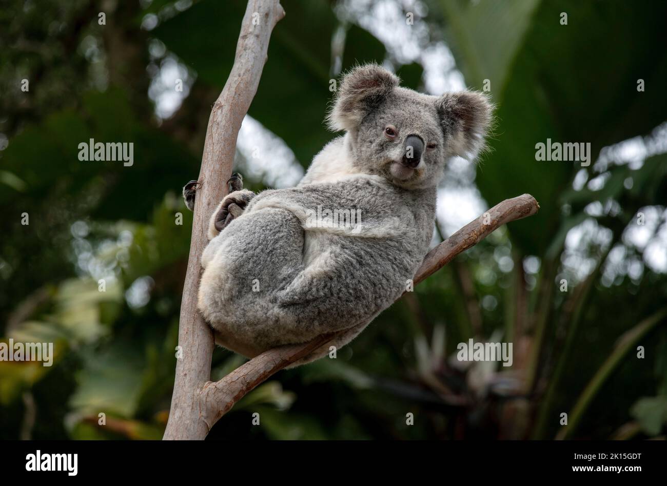 A Koala ( Phascolarctos cinereus) perching on a tree in Sydney, NSW, Australia (Photo by Tara ...