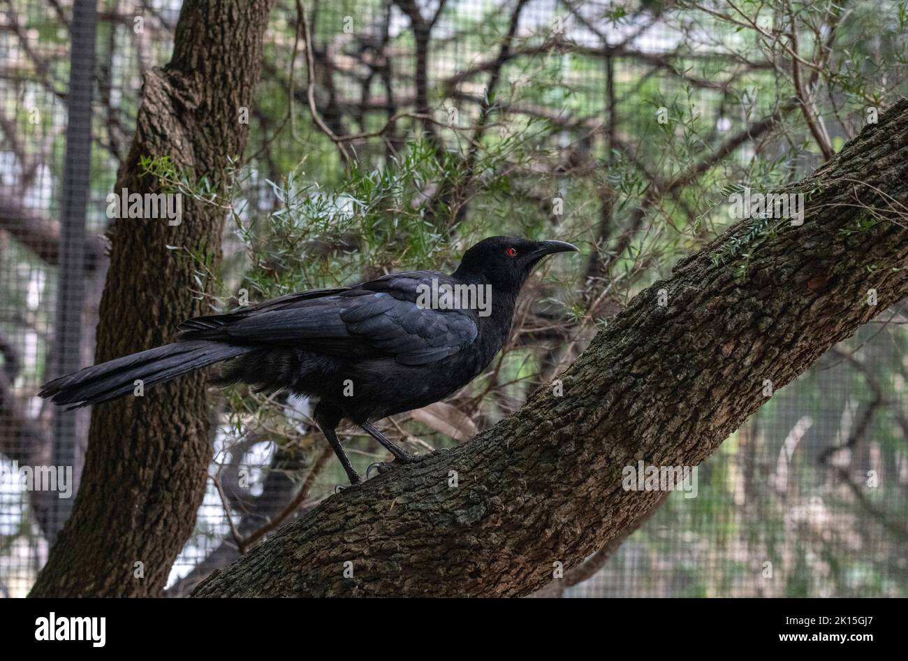 Australian white winged chough hi-res stock photography and images - Alamy