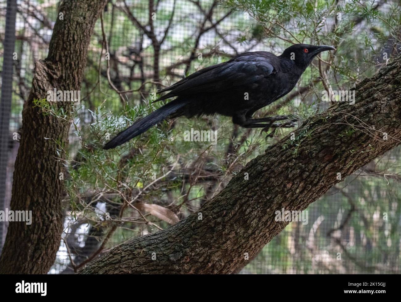 Australian white winged chough hi-res stock photography and images - Alamy