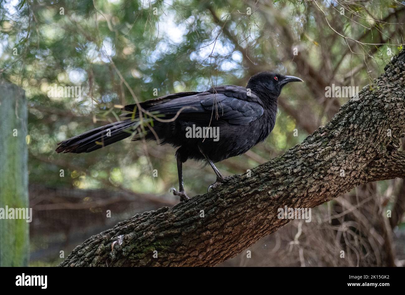 Australian white winged chough hi-res stock photography and images - Alamy