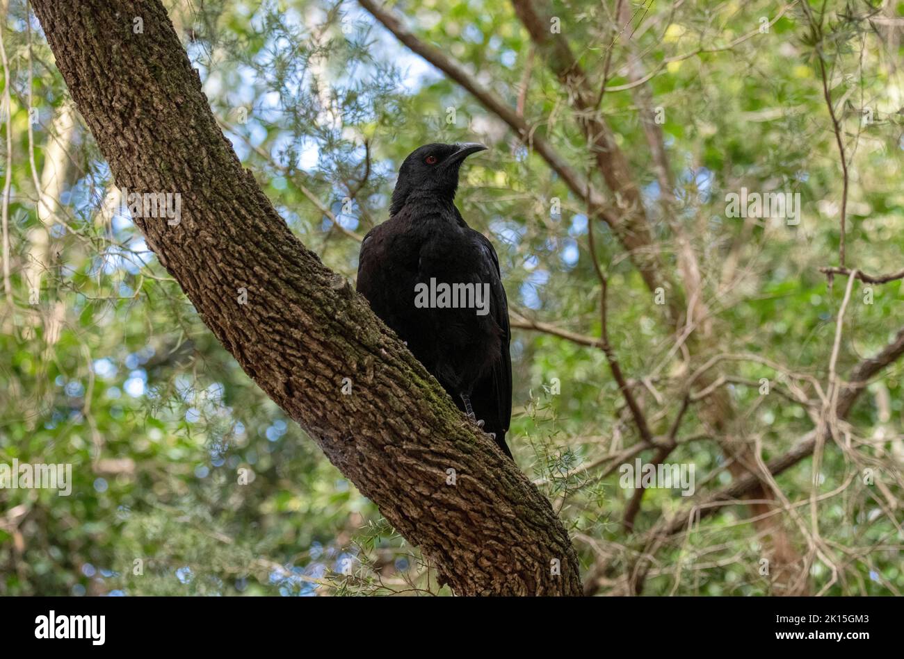 A White-winged Chough (Corcorax melanoramphos) perched on a tree in ...