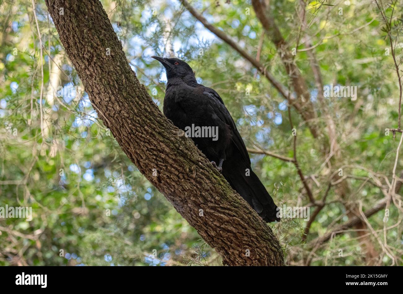 Australian white winged chough hi-res stock photography and images - Alamy