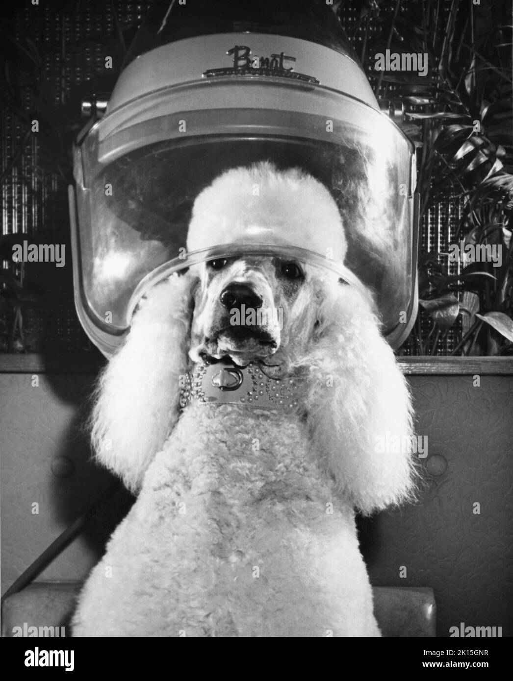 A fashionable standard poodle has its fur styled Stock Photo - Alamy