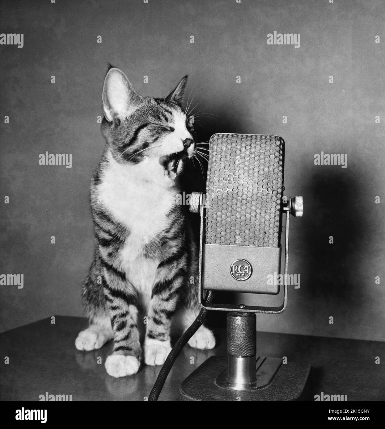 Kitten "singing" into an old radio microphone Stock Photo - Alamy