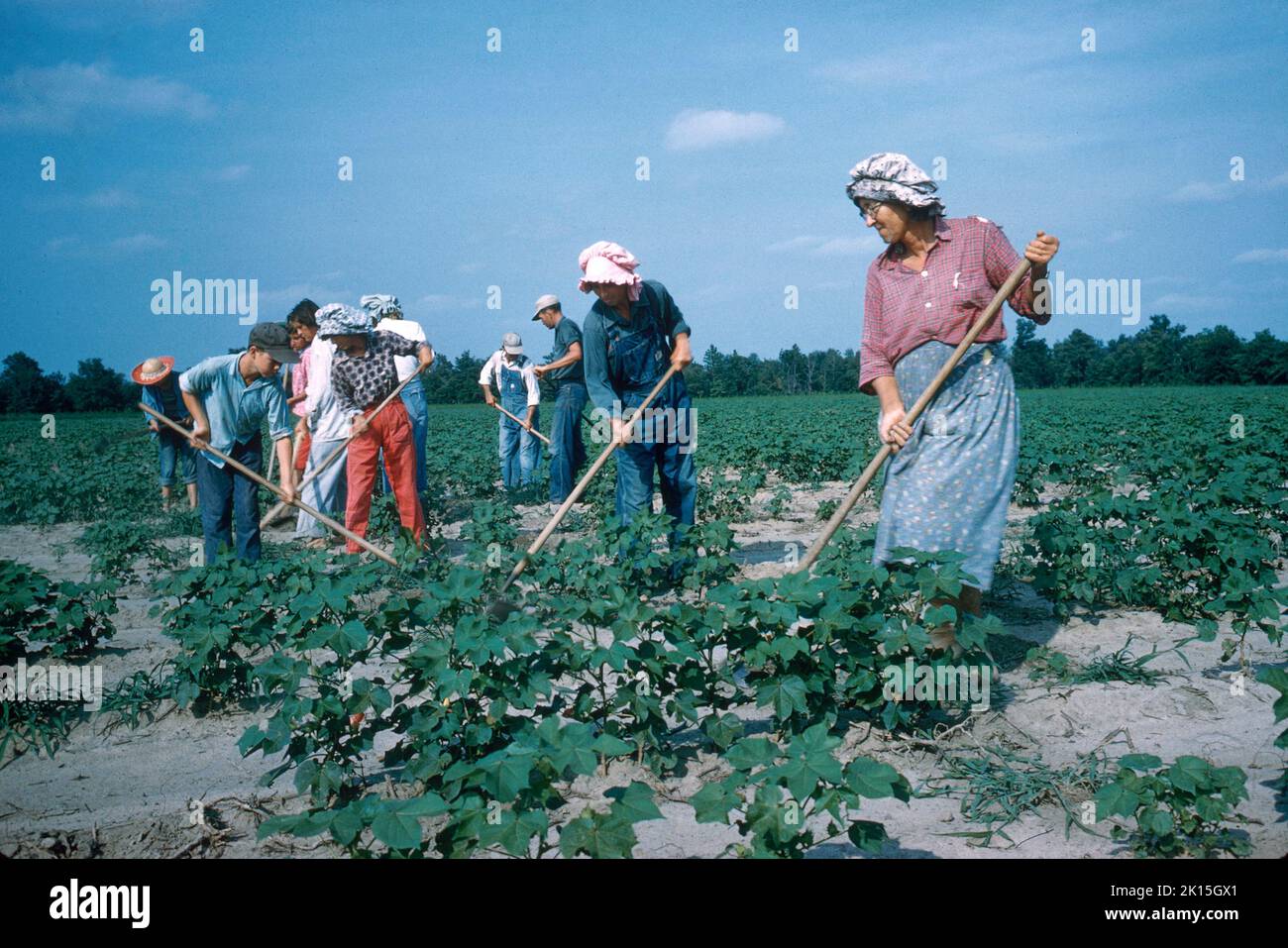 Eastern North Carolina, 1958: Families work together to weed cotton ...