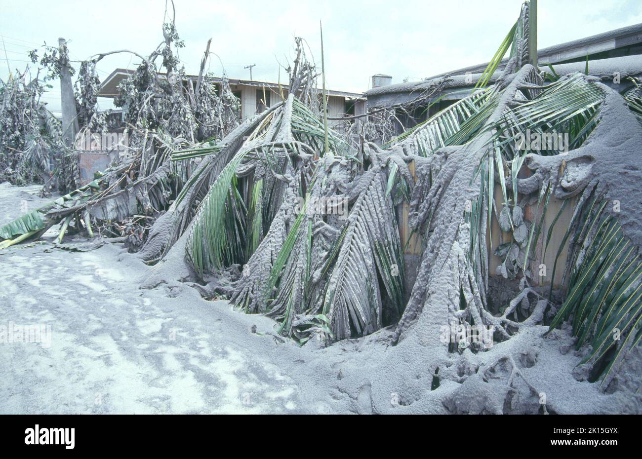 Villages and trees covered in ash after the volcanic eruption of Mount Pinatubo, Olongapo ...