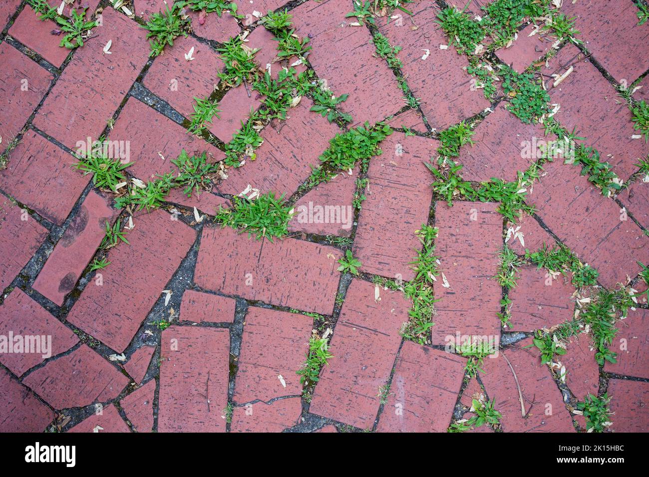 Top view of red brick pavement with green weed between Stock Photo - Alamy