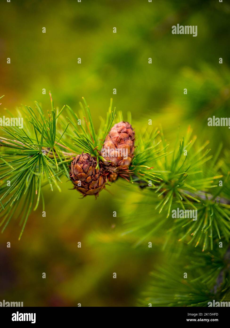 Larch cone branch forest hi-res stock photography and images - Alamy