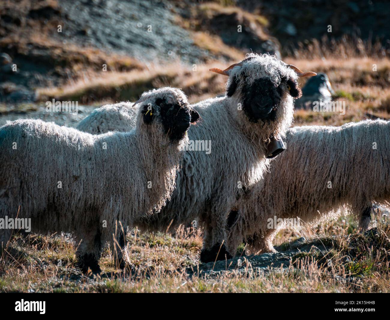 Wild sheep grazing on a mountain meadow in Switzerland Stock Photo - Alamy
