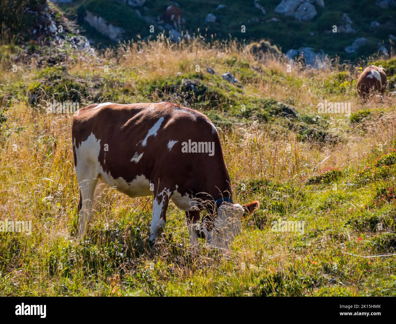 A mottled cow hi-res stock photography and images - Alamy