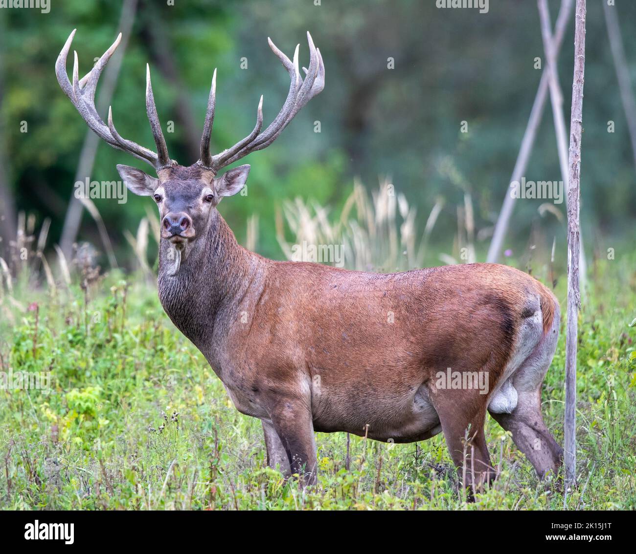 Portrait of red deer (cervus elaphus) with big antlers standing in ...