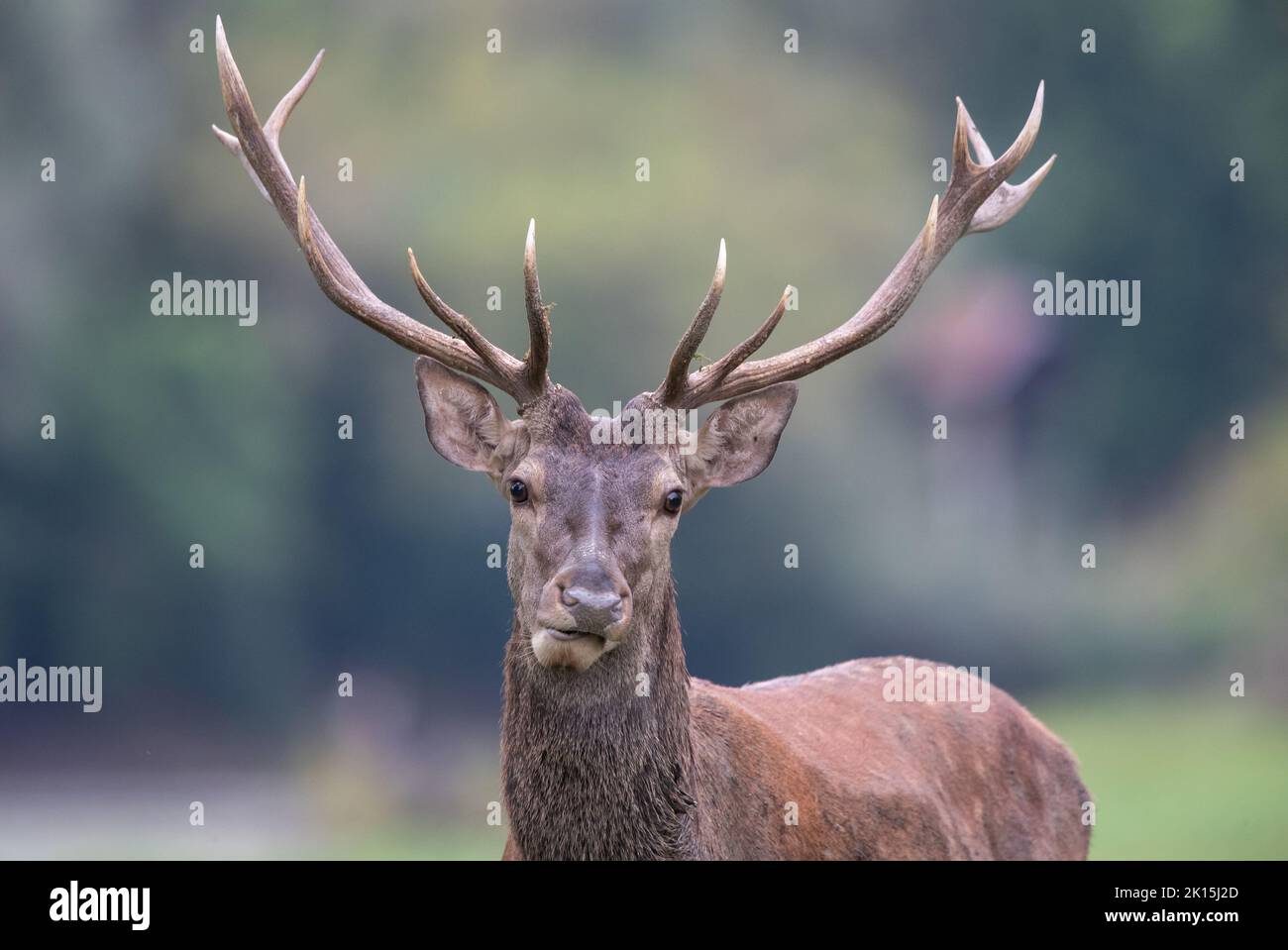 Portrait of adult red deer with big antlers looking at camera shoot in ...