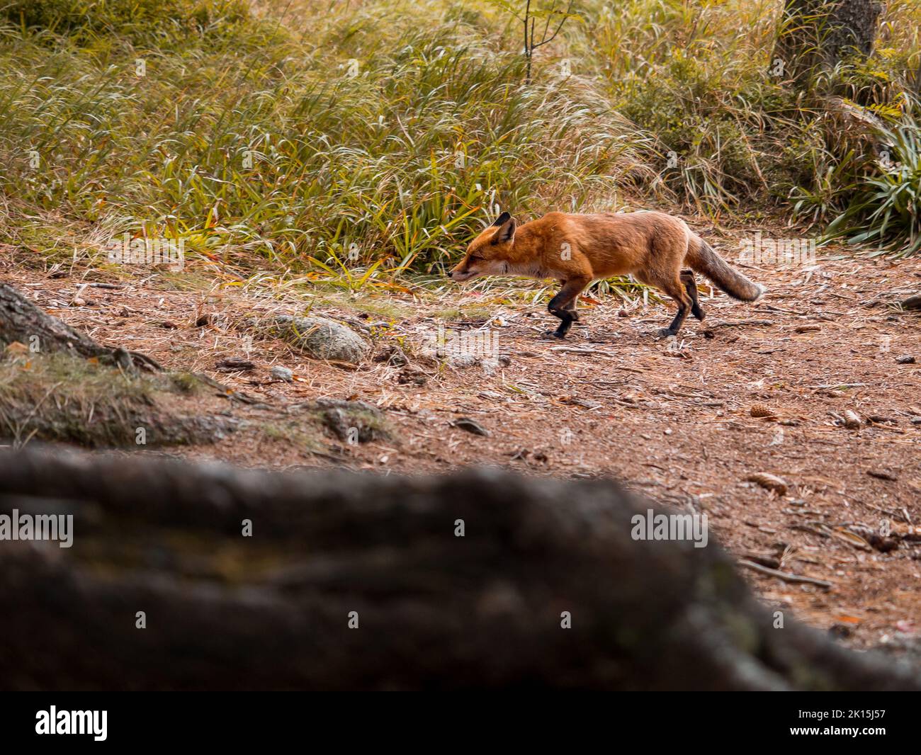 A wild fox in the wild in the Slovak forest Stock Photo - Alamy