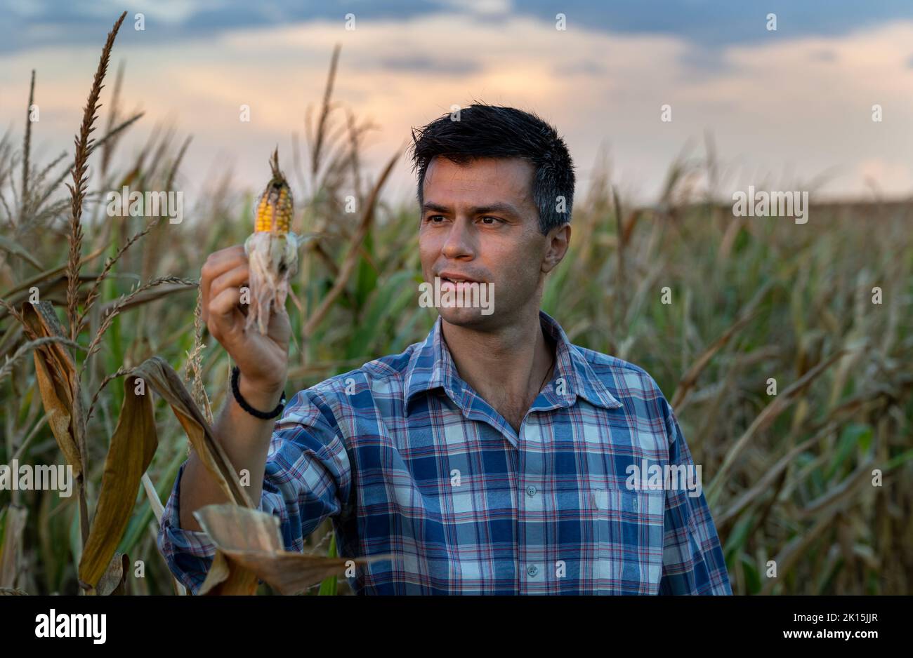 Handsome mature farmer checking corn cob quality after dry season ...