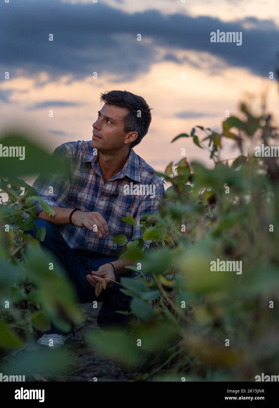 Handsome farmer crouching in soybean field, looking at clouds, checking ...