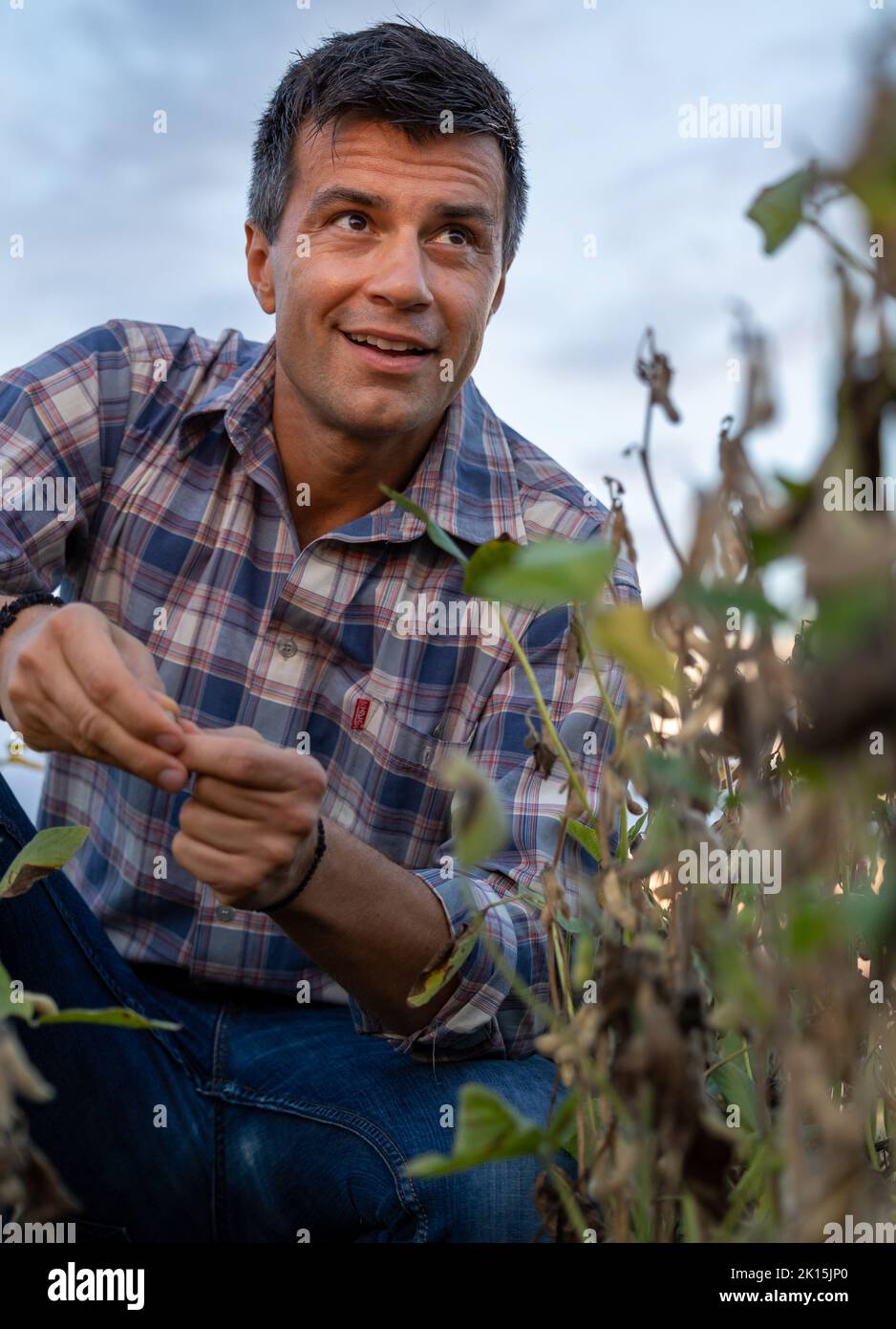 Handsome farmer crouching in soybean field and checking crop quality in ...