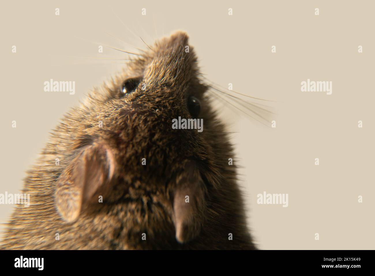 Swiss (house) mice (Mus musculus) constantly accompanies to human ...