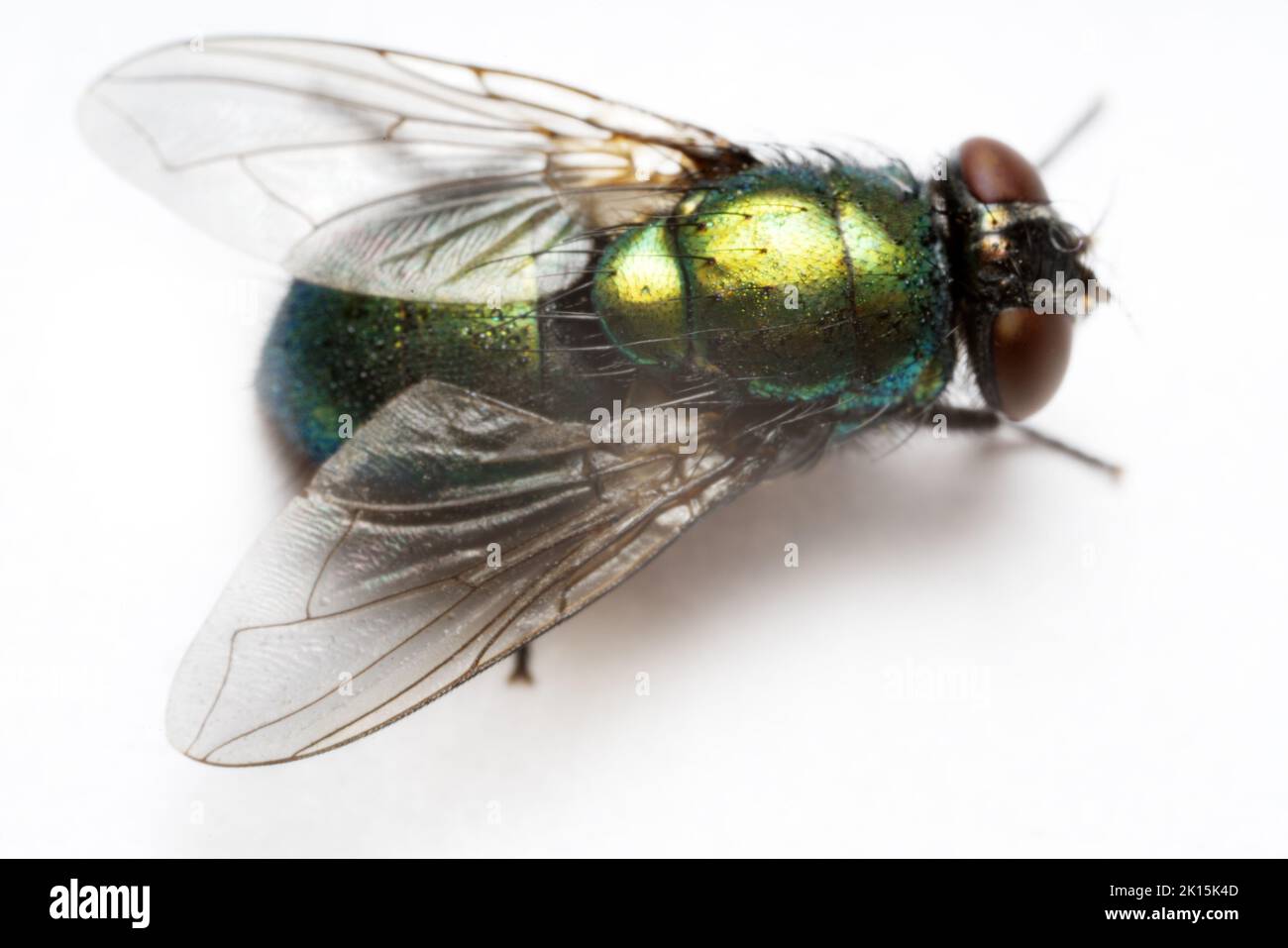 Ferocious insects Cut Out Stock Images & Pictures - Alamy