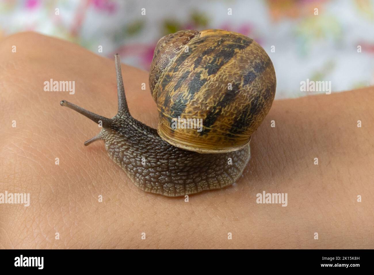 snail walking on human skin as moisturizer and health care Stock Photo ...
