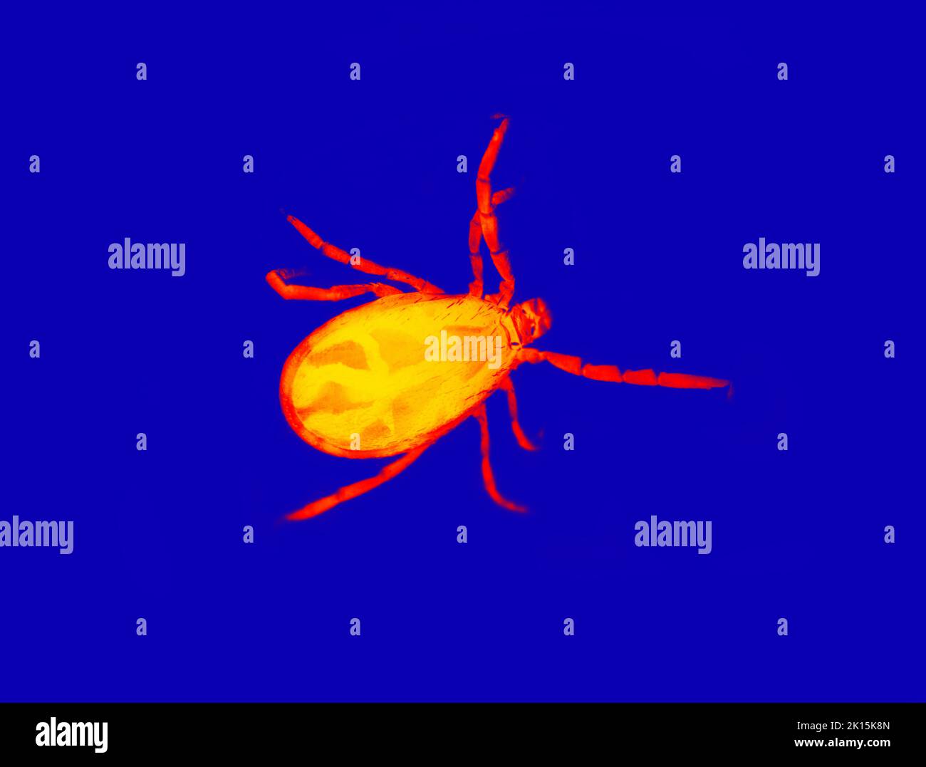 Mite in scientific high-tech thermal imager illustration. Terrible ...