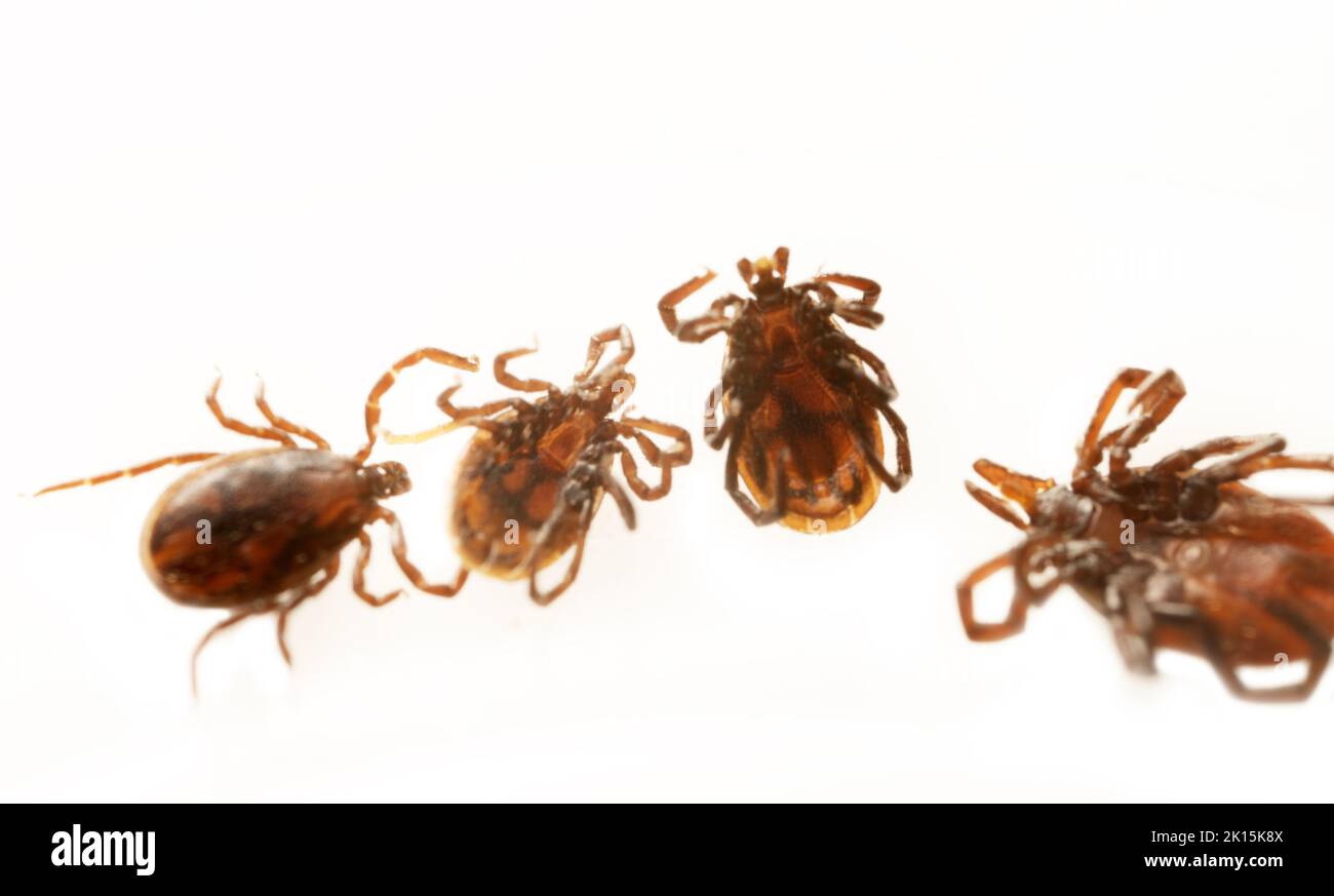 This ticks was removed from a dog in a broad-leaved Europian forest ...