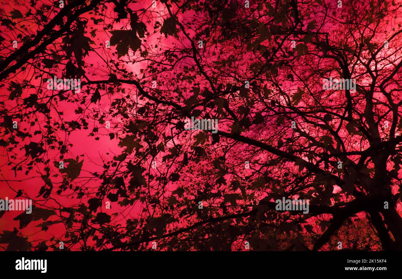 Fine calico of autumn foliage (maple wood leaf fall), treescape ...