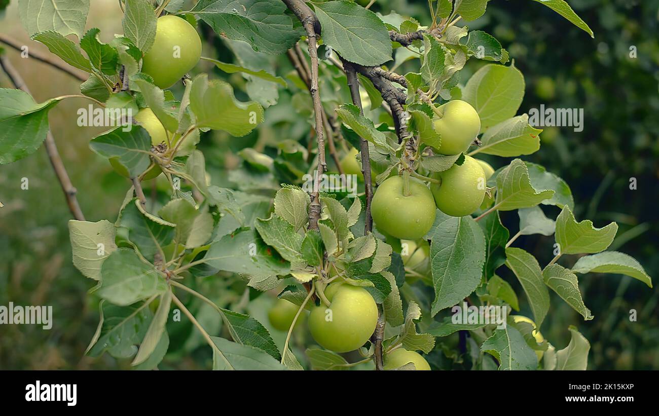 Unripe green apples hanging on a tree in the shadow Stock Photo - Alamy