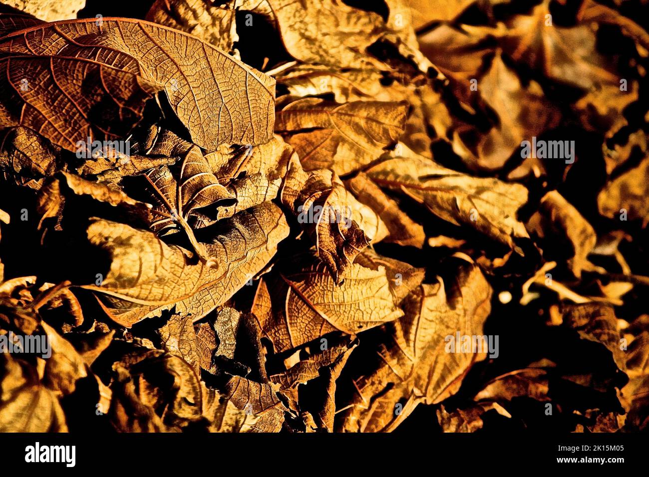 Crispy fig leaves Stock Photo - Alamy
