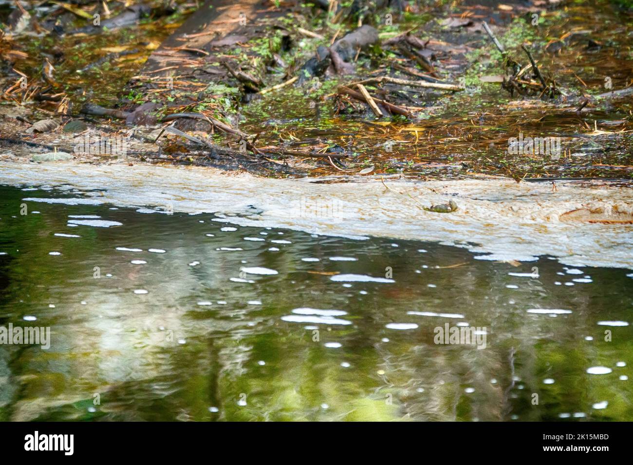 Autumn. Fallen leaves, dead algae in the water and foam on the river ...