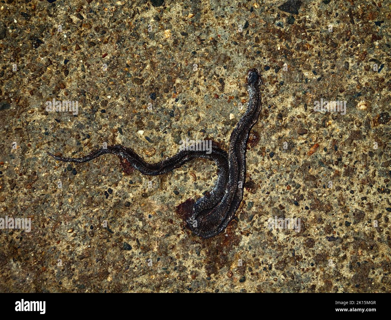 Crushed snakes hi-res stock photography and images - Alamy